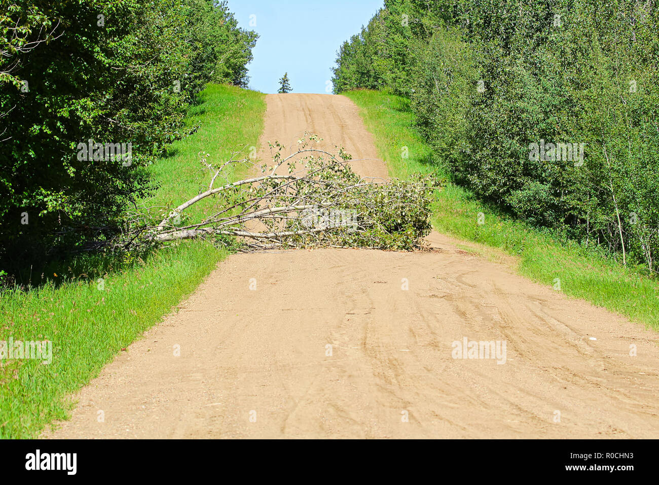 Tree down across road hi-res stock photography and images - Alamy