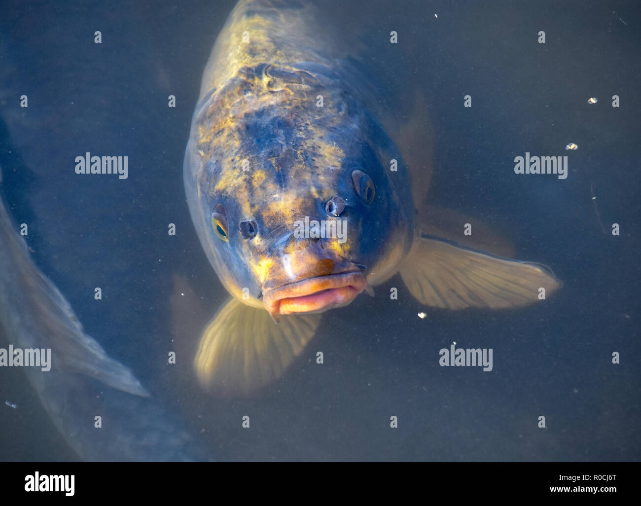 Colourful carp swimming with its head out of the water giving an ...