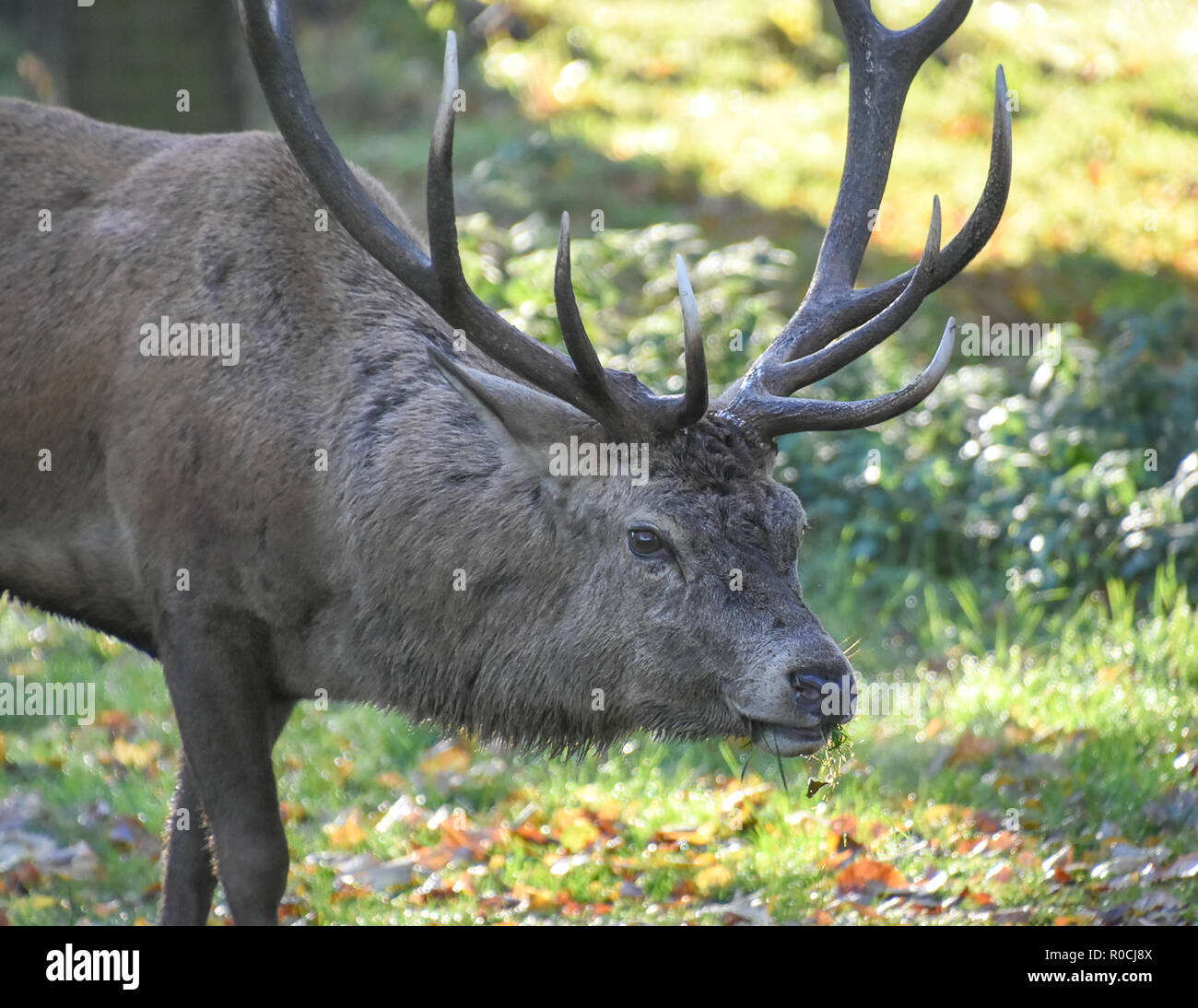 Close up of a Stag during the rutting season Stock Photo - Alamy