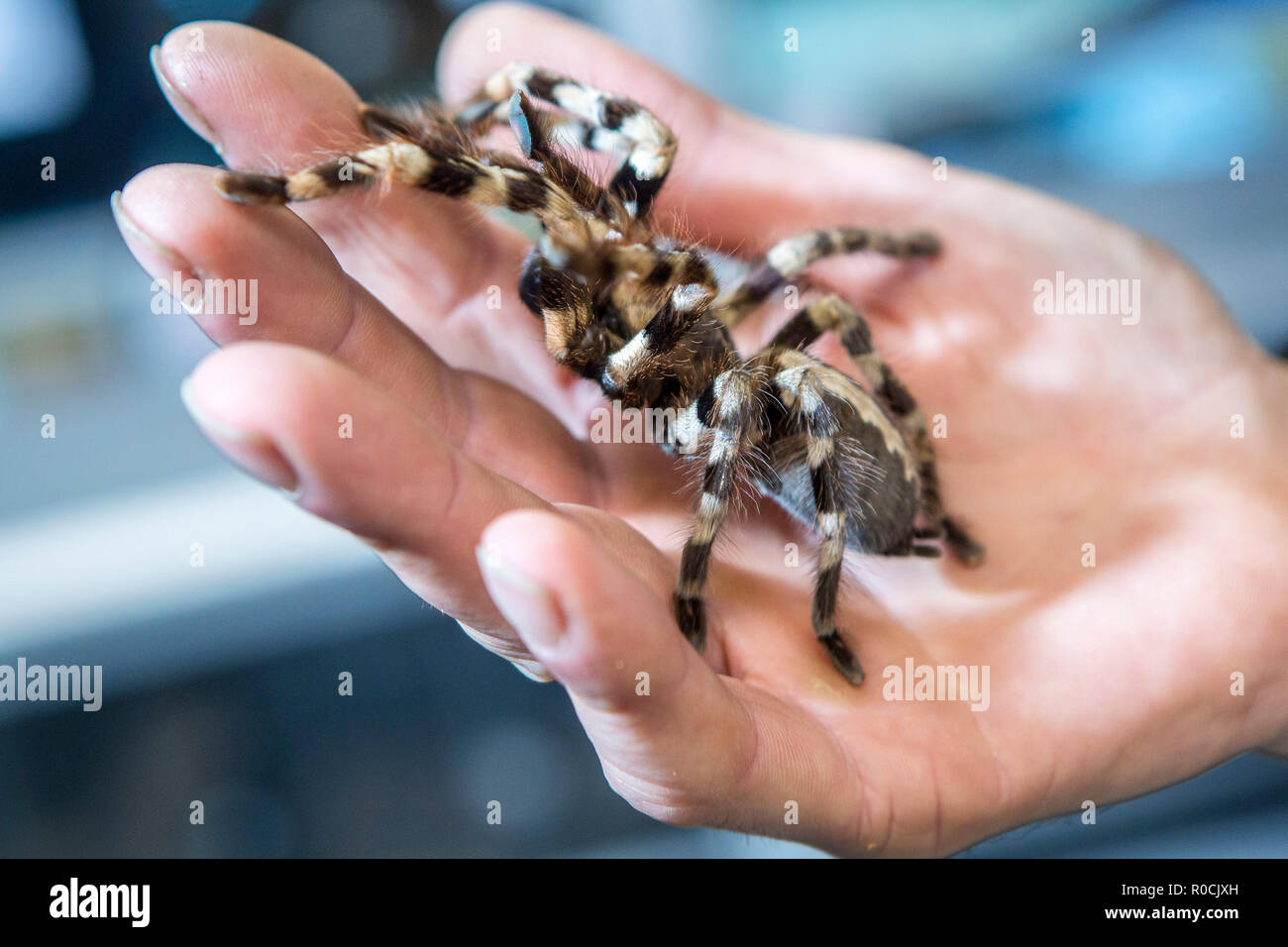 Tarantula in keepers hands Stock Photo - Alamy