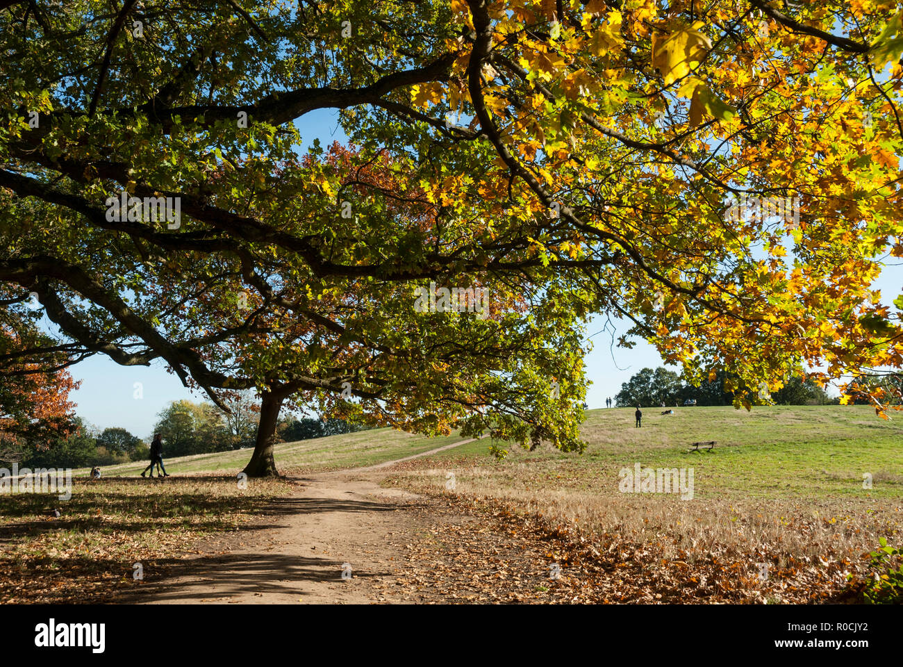 A Sunny autumn day on Parliament Hill, Hampstead Heath, with people ...