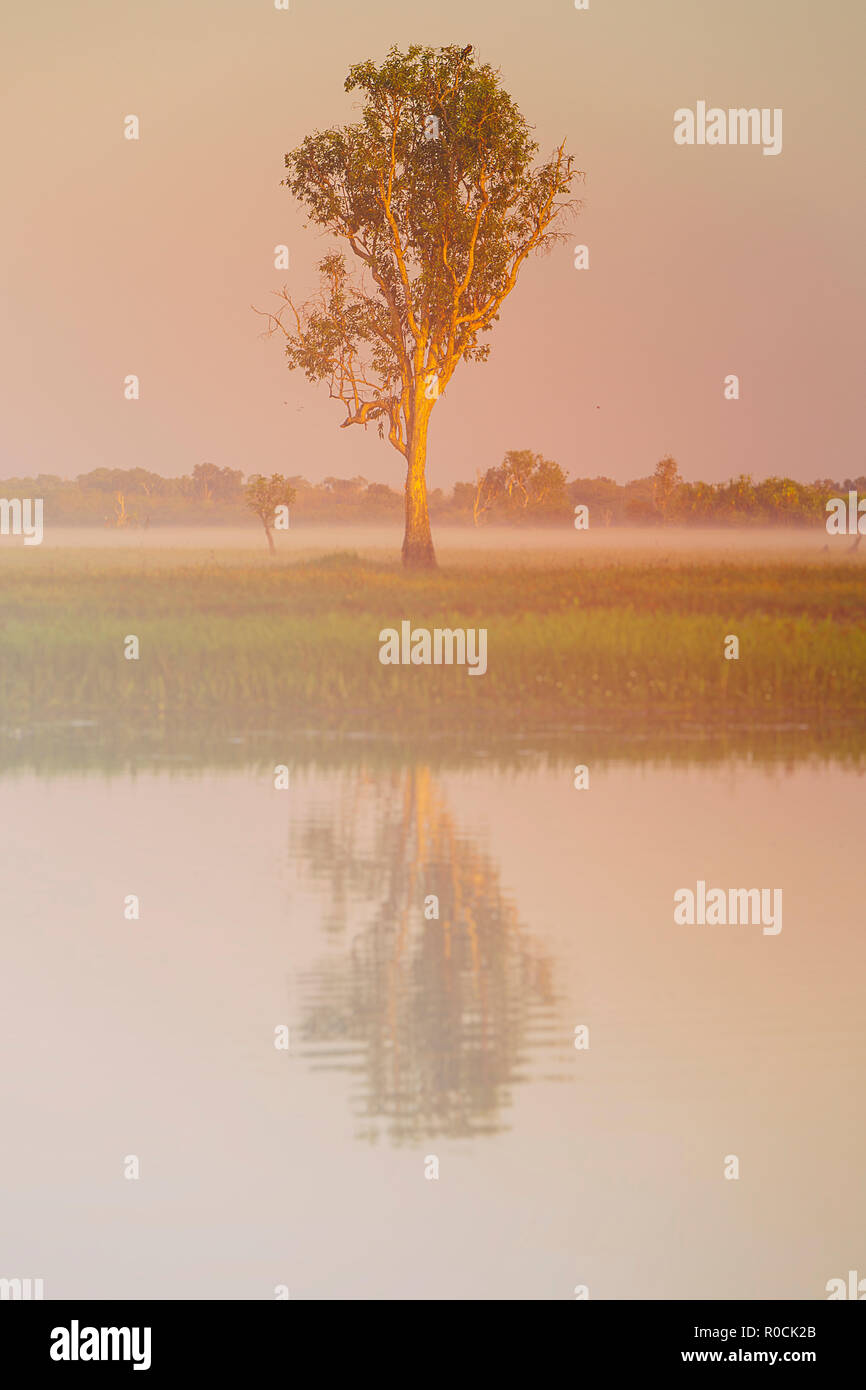 tree in yellow water , billabong Stock Photo - Alamy