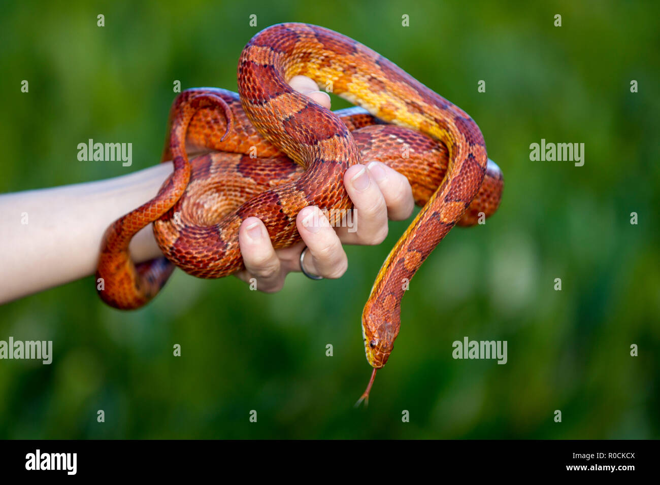 Corn Snake coiled around owners hand against green background Stock ...