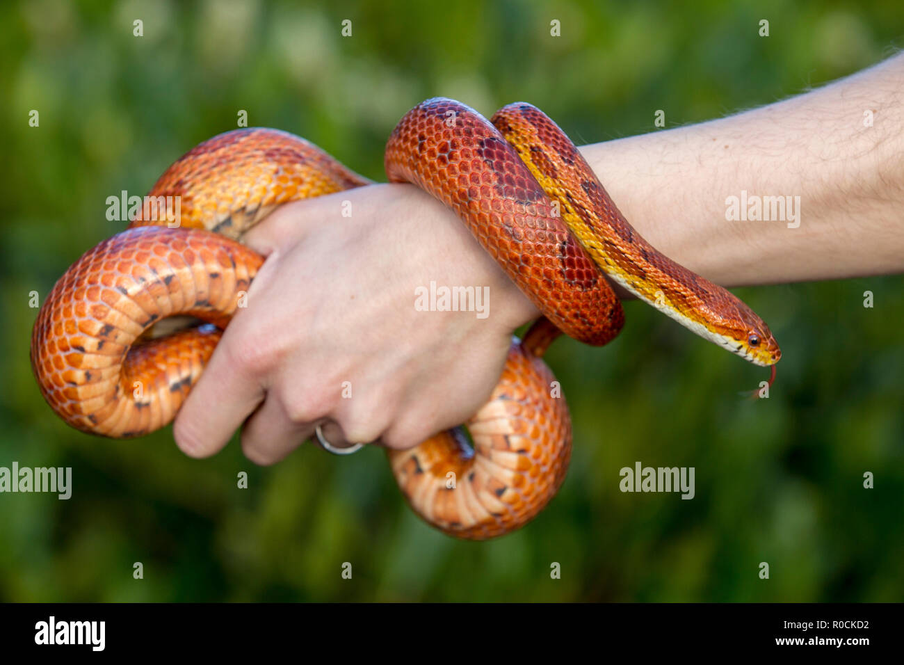 Corn Snake coiled around owners hand against green background Stock ...