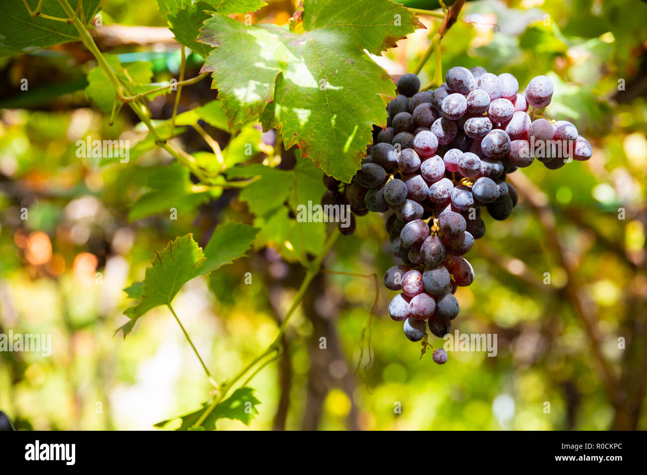 Bunch of grape hi-res stock photography and images - Alamy