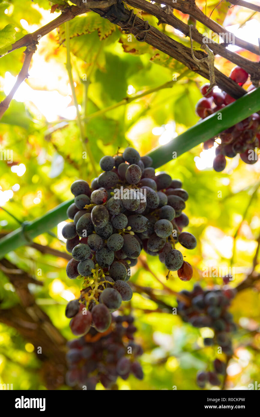 Organic grape production hi-res stock photography and images - Alamy