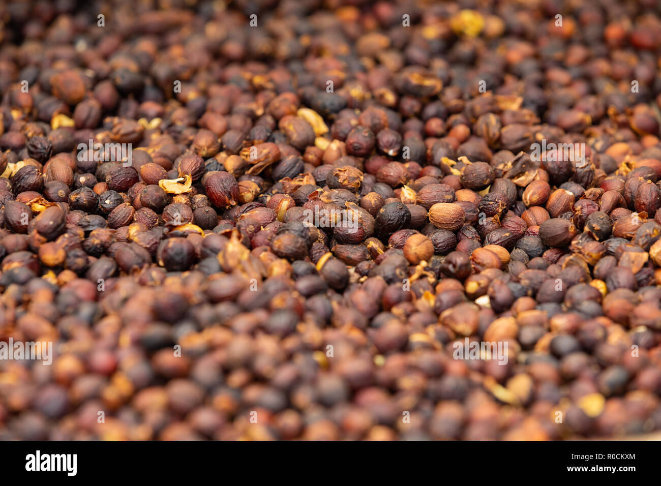 Red coffee bean hi-res stock photography and images - Alamy