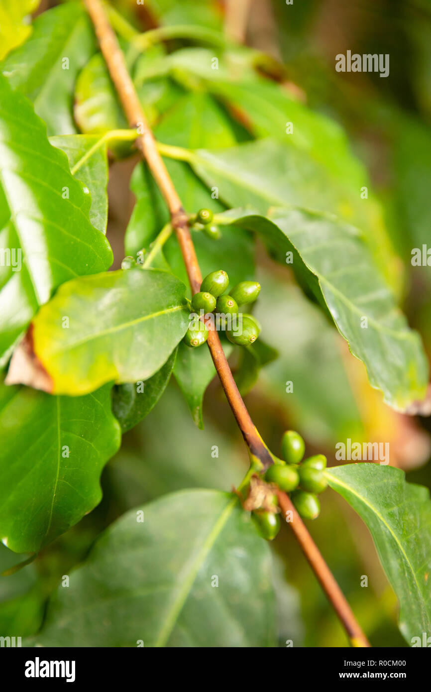 Coffee bean plant hi-res stock photography and images - Alamy