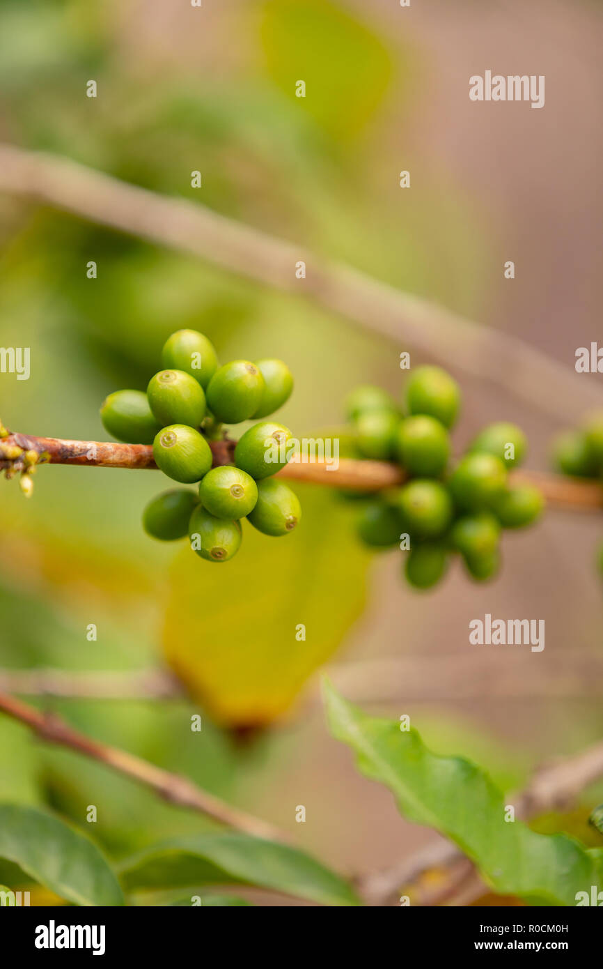 Coffee fresh fruit hi-res stock photography and images - Alamy