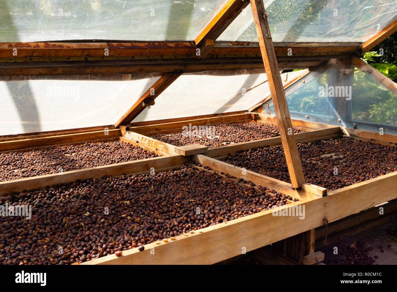 Organic Raw Coffee Beans Drying In Wooden Crate Stock Photo - Alamy