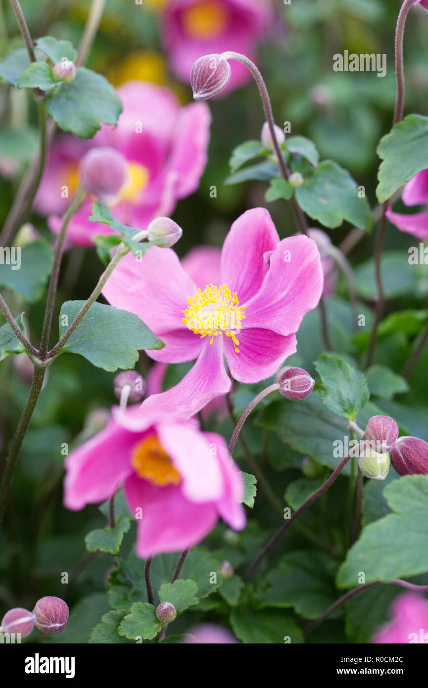 Anemone japonica hi-res stock photography and images - Alamy