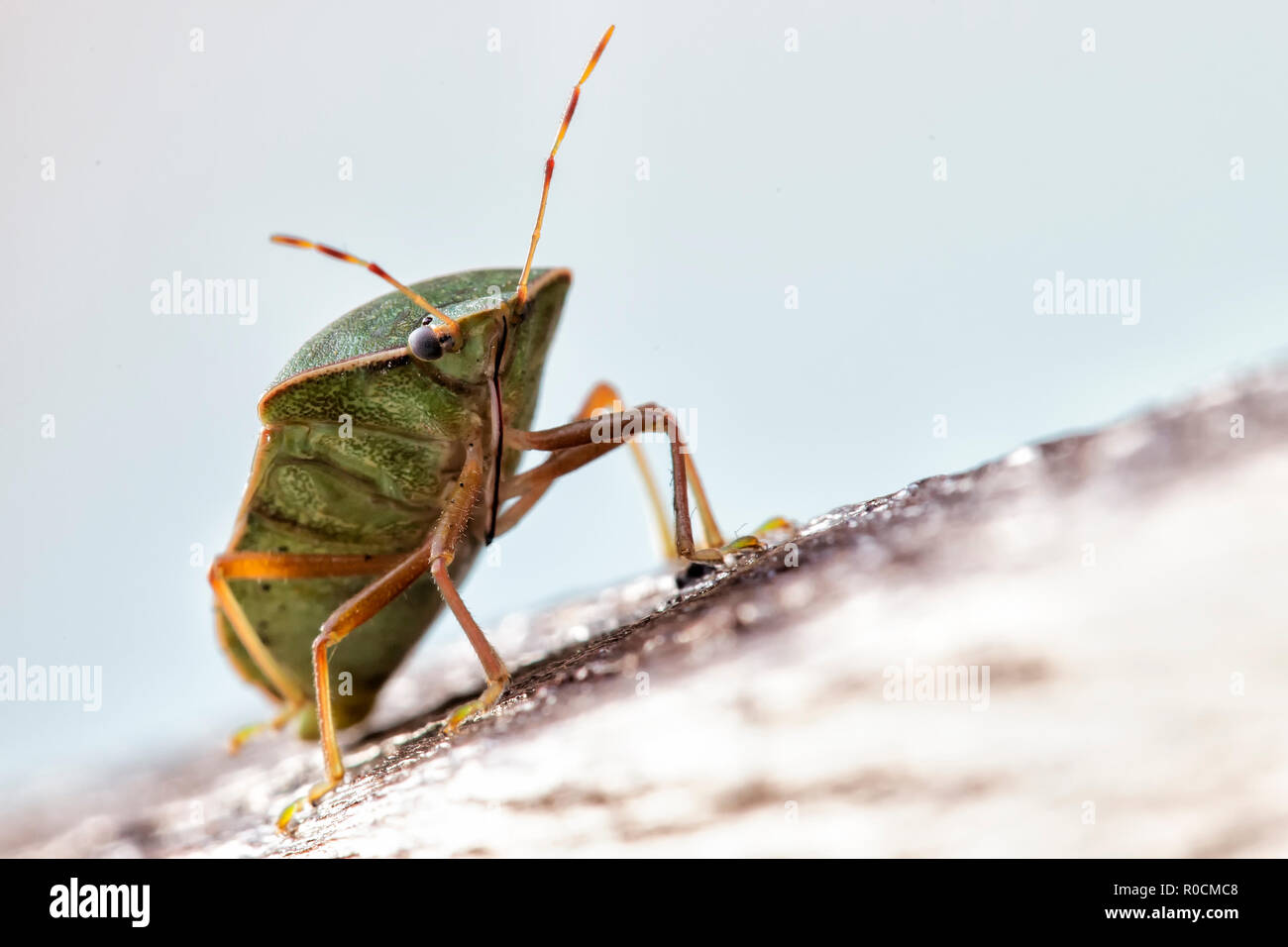 Close-up of a large bright green bug (insect) Palomena Prasina Linnaeus ...