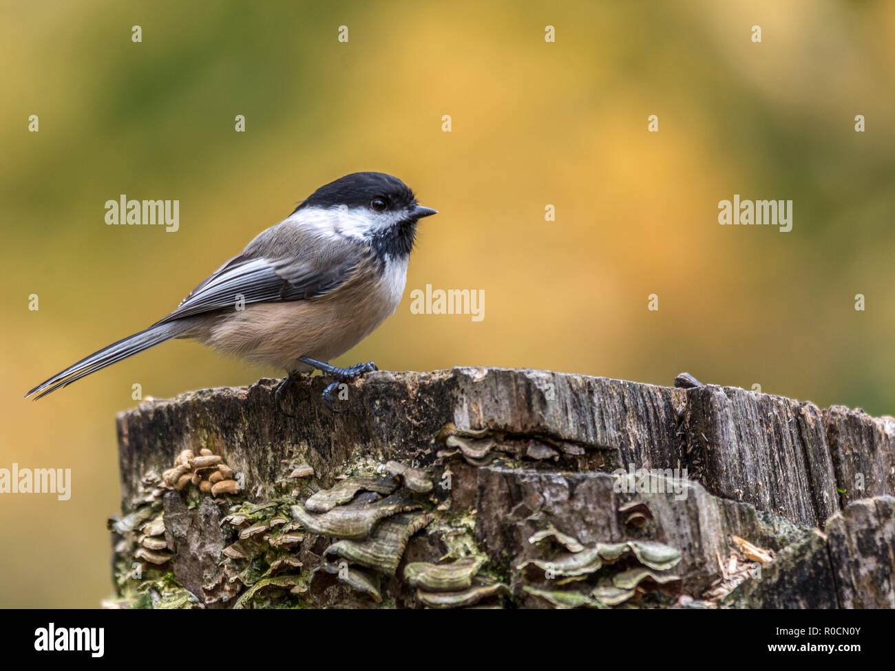 Black capped chickadee canada hi-res stock photography and images - Alamy
