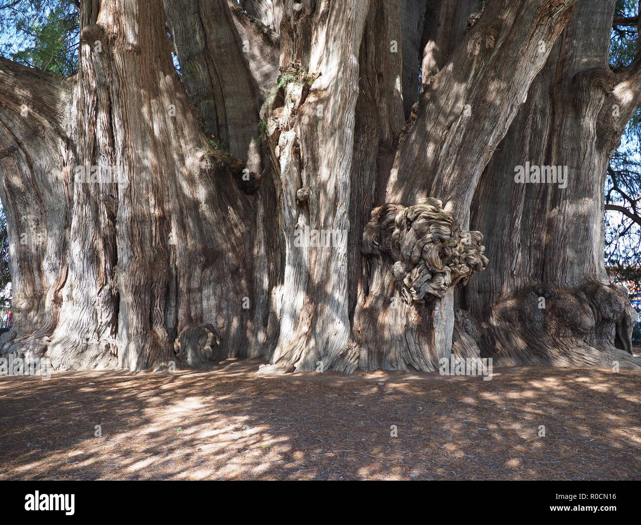 Stoutest trunk of the world of marvelous Montezuma cypress tree at ...