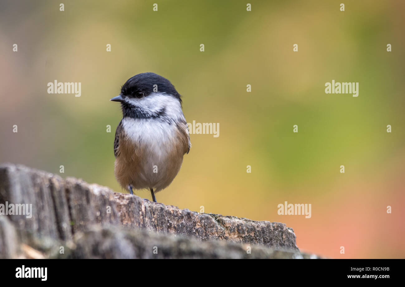 Black capped chickadee canada hi-res stock photography and images - Alamy