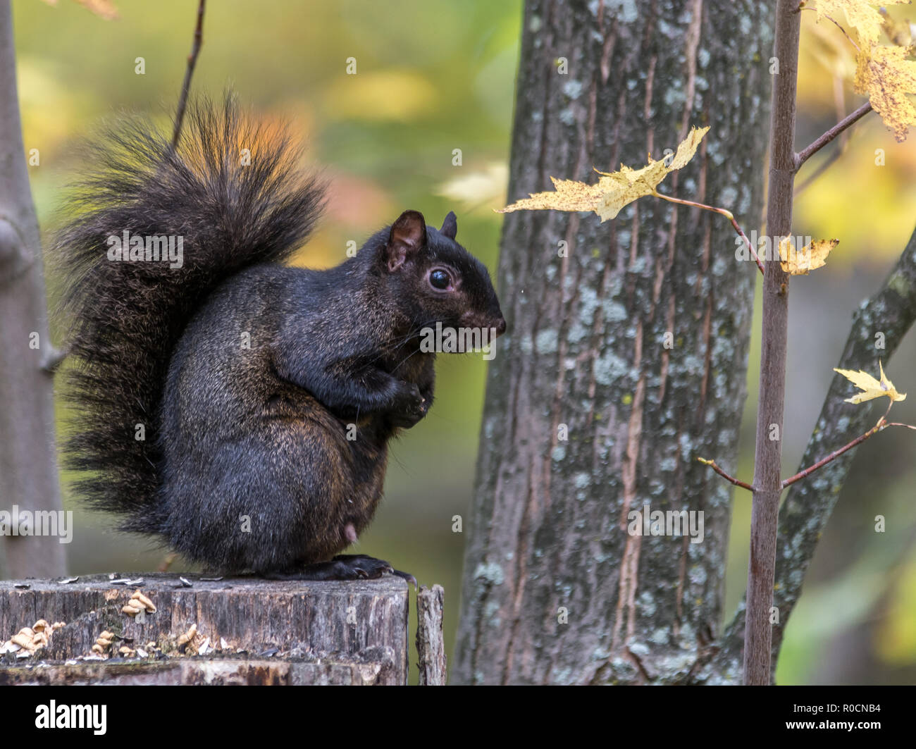 Black Squirrel in Fall, Tylee Marsh, Rosemere, Quebec, Canada Stock ...