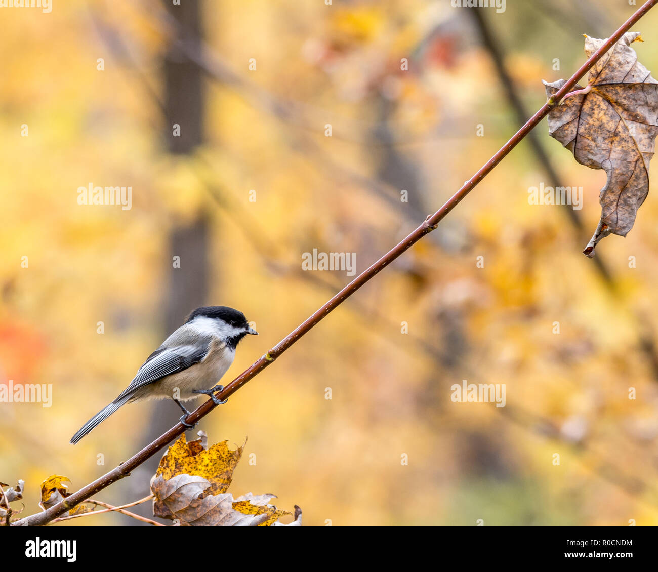 Black capped chickadee canada hi-res stock photography and images - Alamy