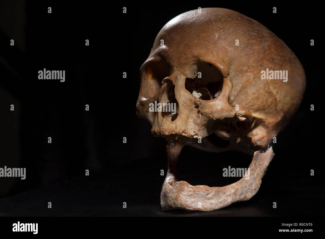 Human skull on background hi-res stock photography and images - Alamy