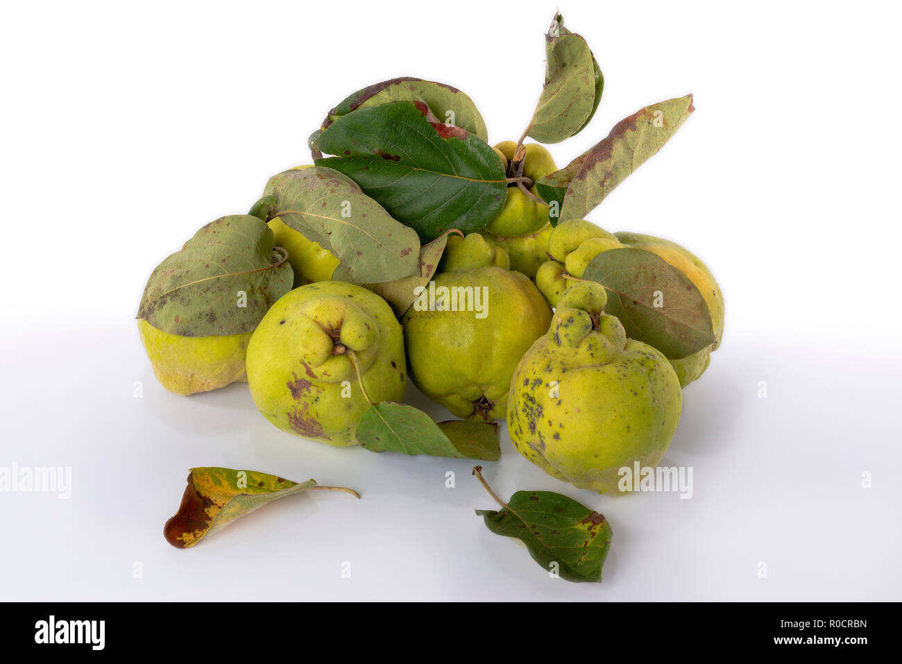Autumn green quince with leaves, details. White background Stock Photo ...