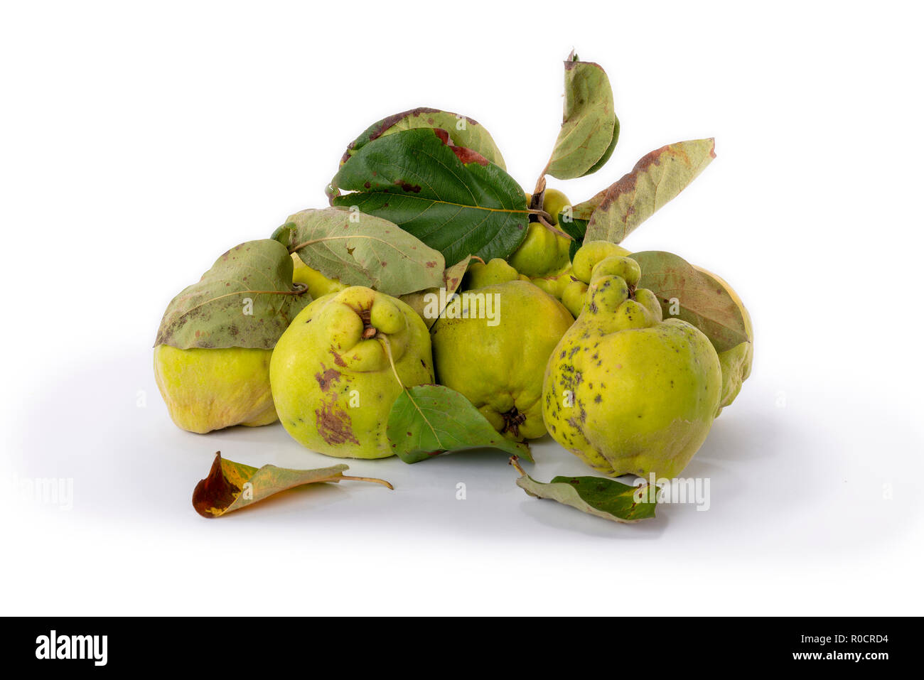 Autumn green quince with leaves, details. White background Stock Photo ...