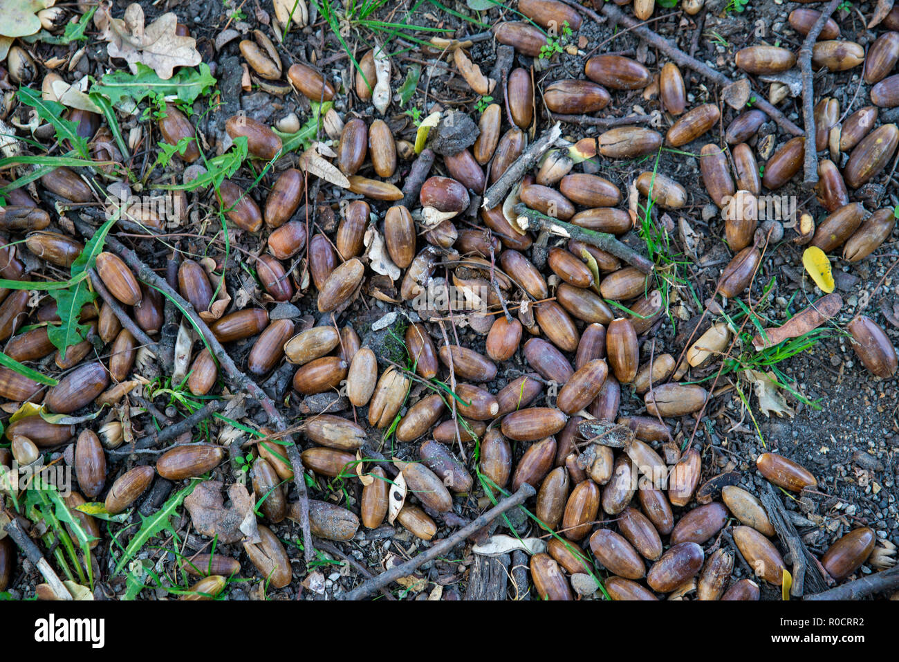 acorns in the forest, background or texture Stock Photo - Alamy