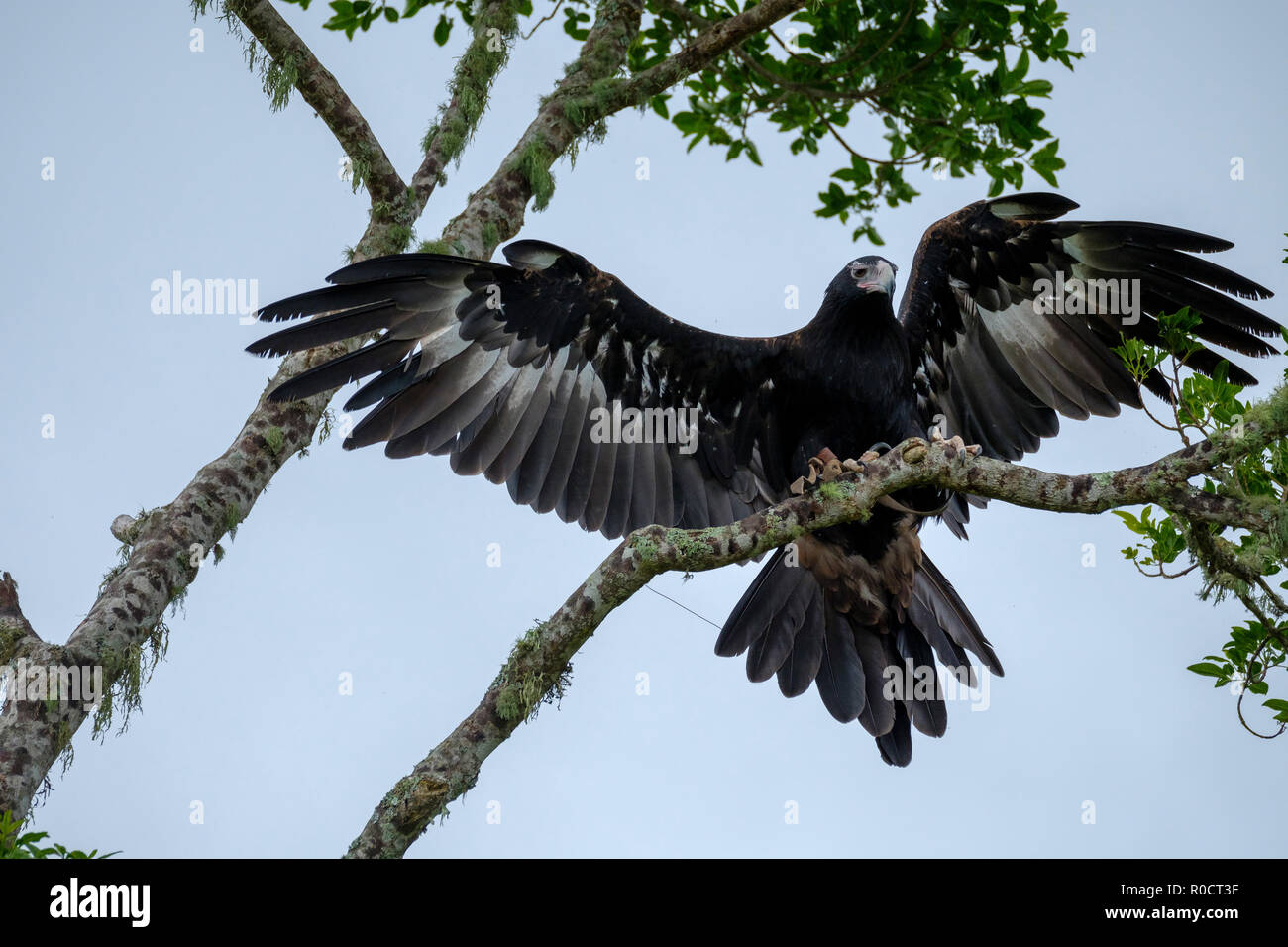 Hinterland bird of prey hi-res stock photography and images - Alamy