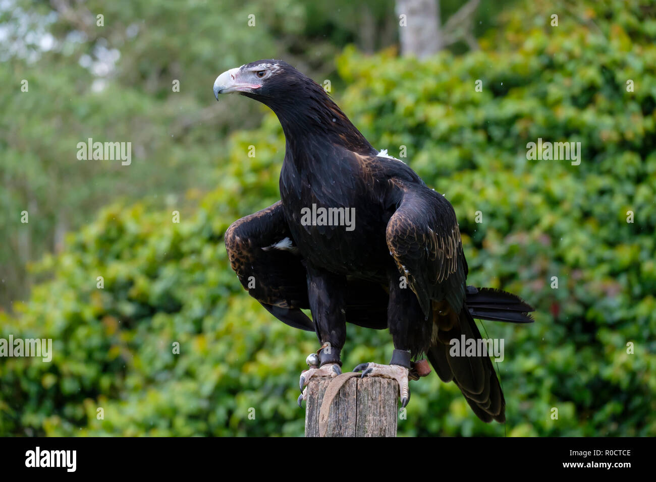 Hinterland bird of prey hi-res stock photography and images - Alamy