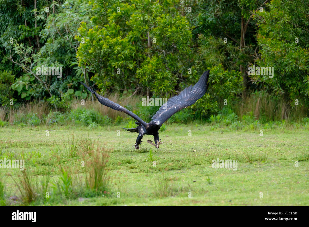 Wedgetail Eagle - Birds of Prey Show - O'Reilly's Rainforest Retreat ...