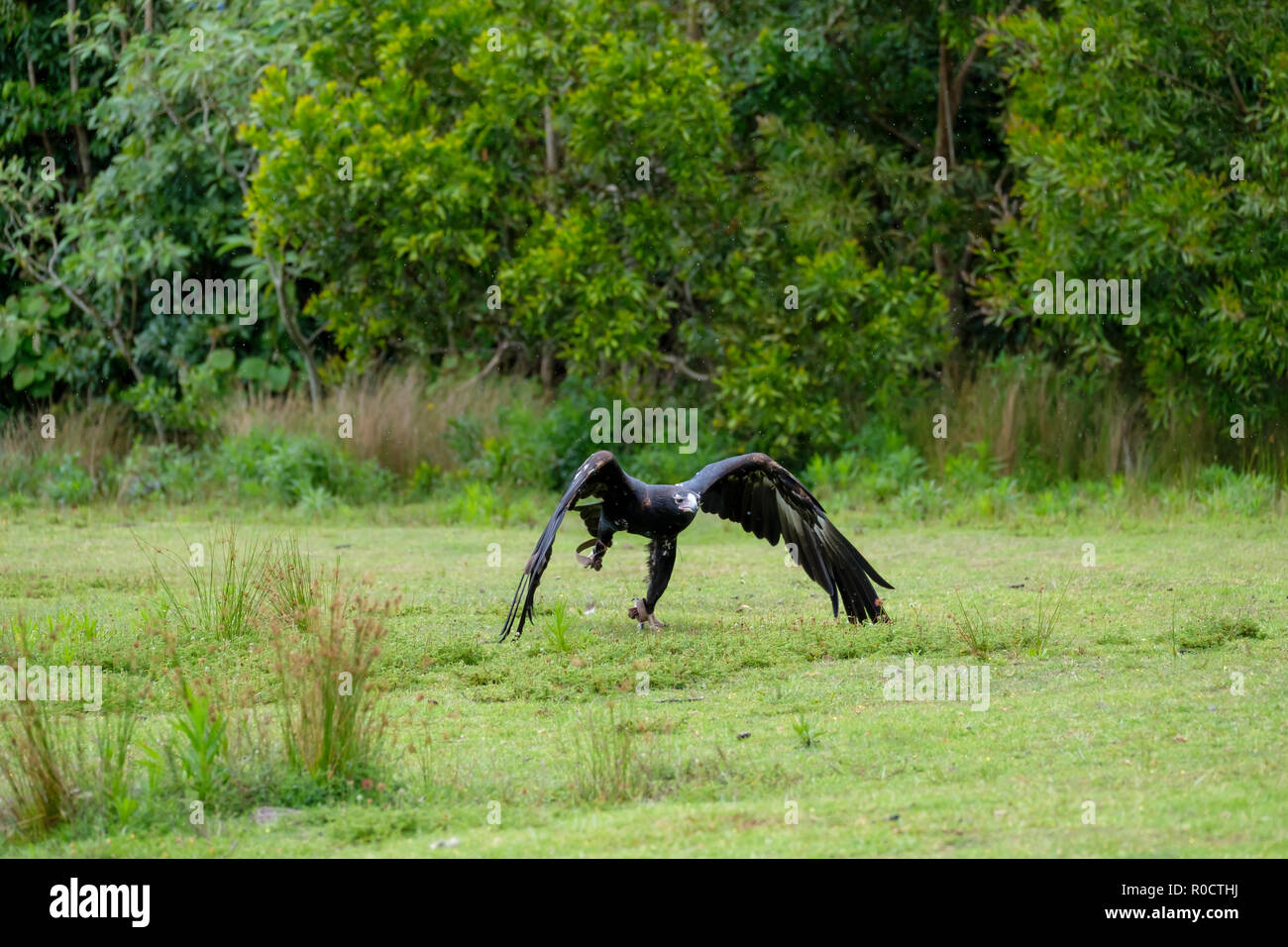 Hinterland eagle hi-res stock photography and images - Alamy