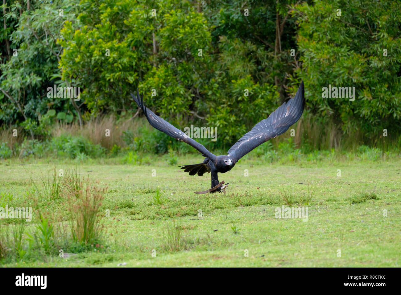 Hinterland bird of prey hi-res stock photography and images - Alamy