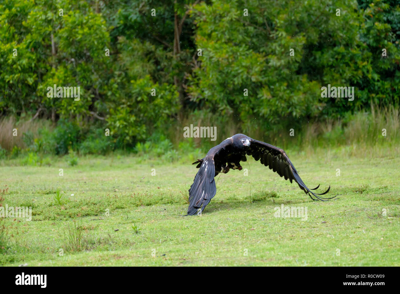 Wedgetail Eagle - Birds of Prey Show - O'Reilly's Rainforest Retreat ...