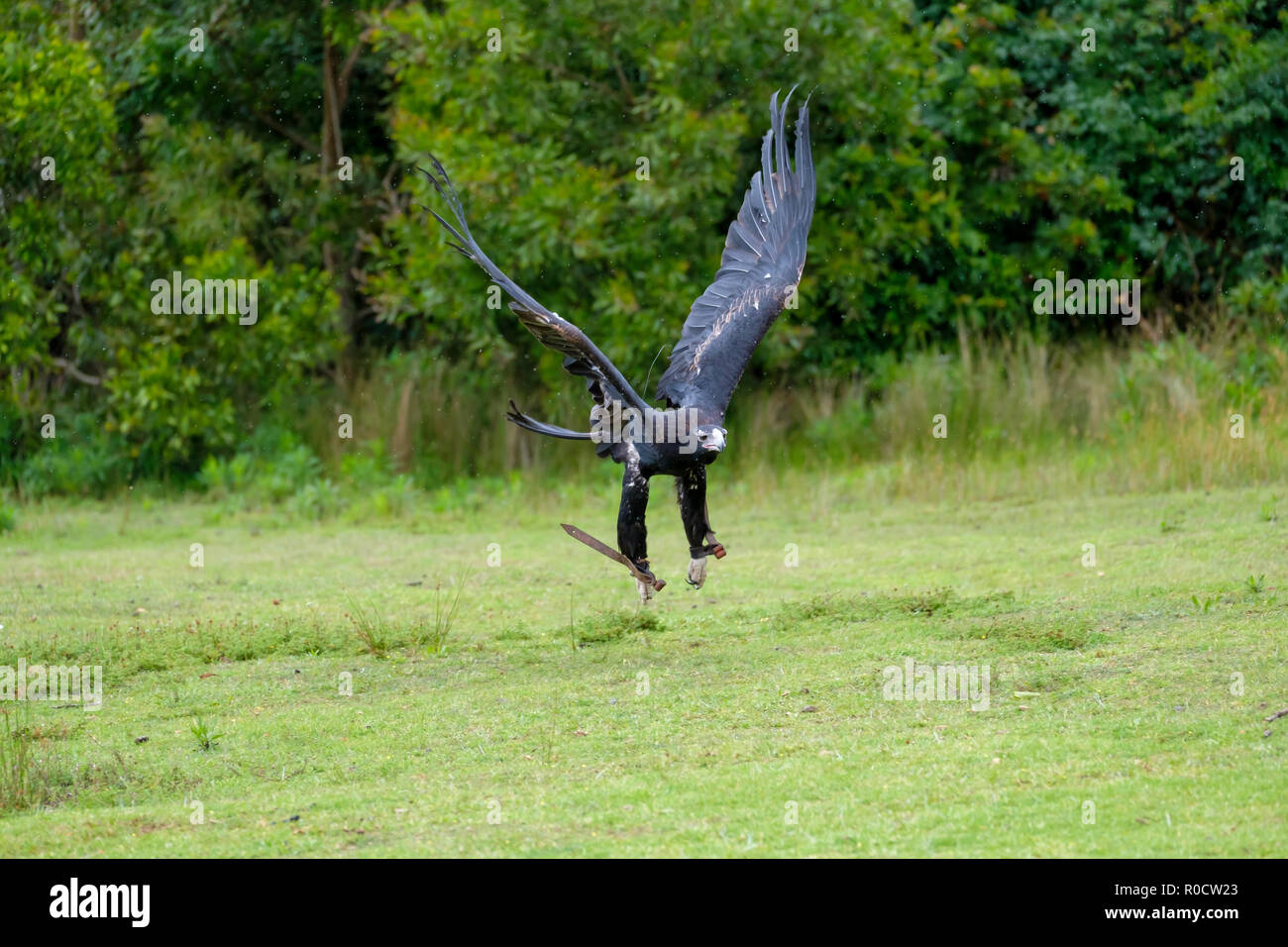 Wedgetail Eagle - Birds of Prey Show - O'Reilly's Rainforest Retreat ...