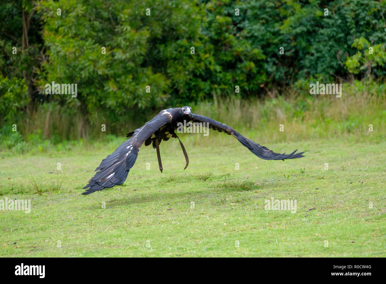 Wedgetail Eagle - Birds of Prey Show - O'Reilly's Rainforest Retreat ...