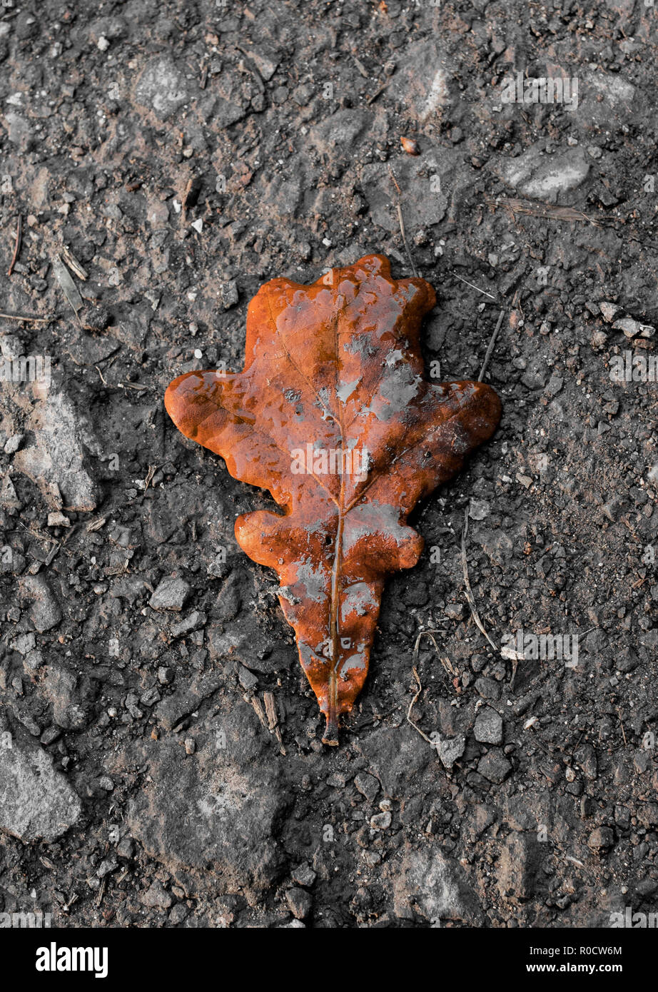 Oak tree leaf fallen hi-res stock photography and images - Alamy