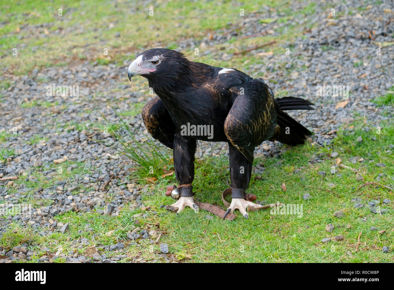 Wedgetail eagle hi-res stock photography and images - Alamy