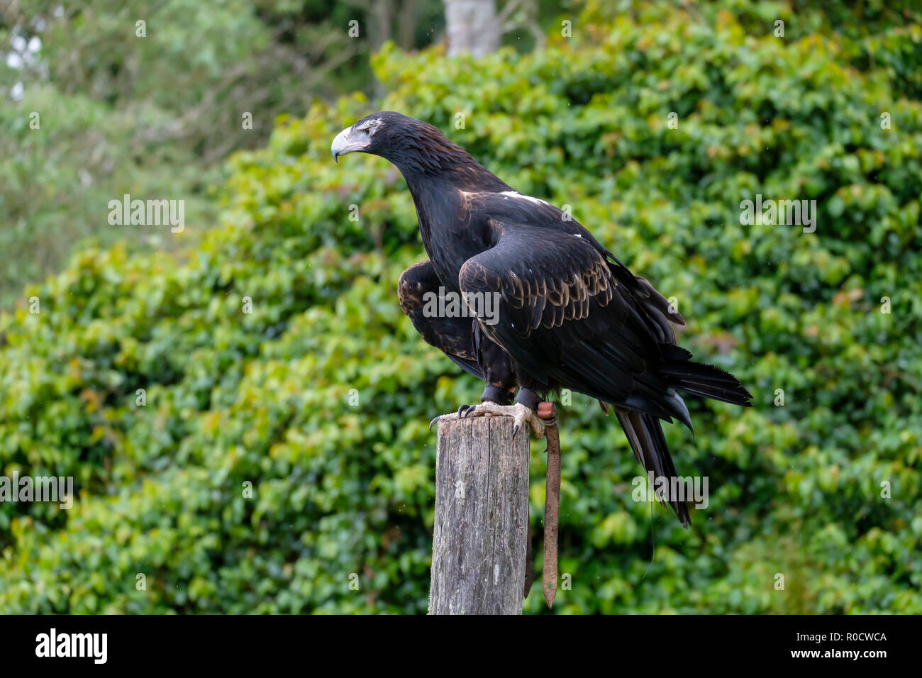 Wedgetail Eagle - Birds of Prey Show - O'Reilly's Rainforest Retreat ...