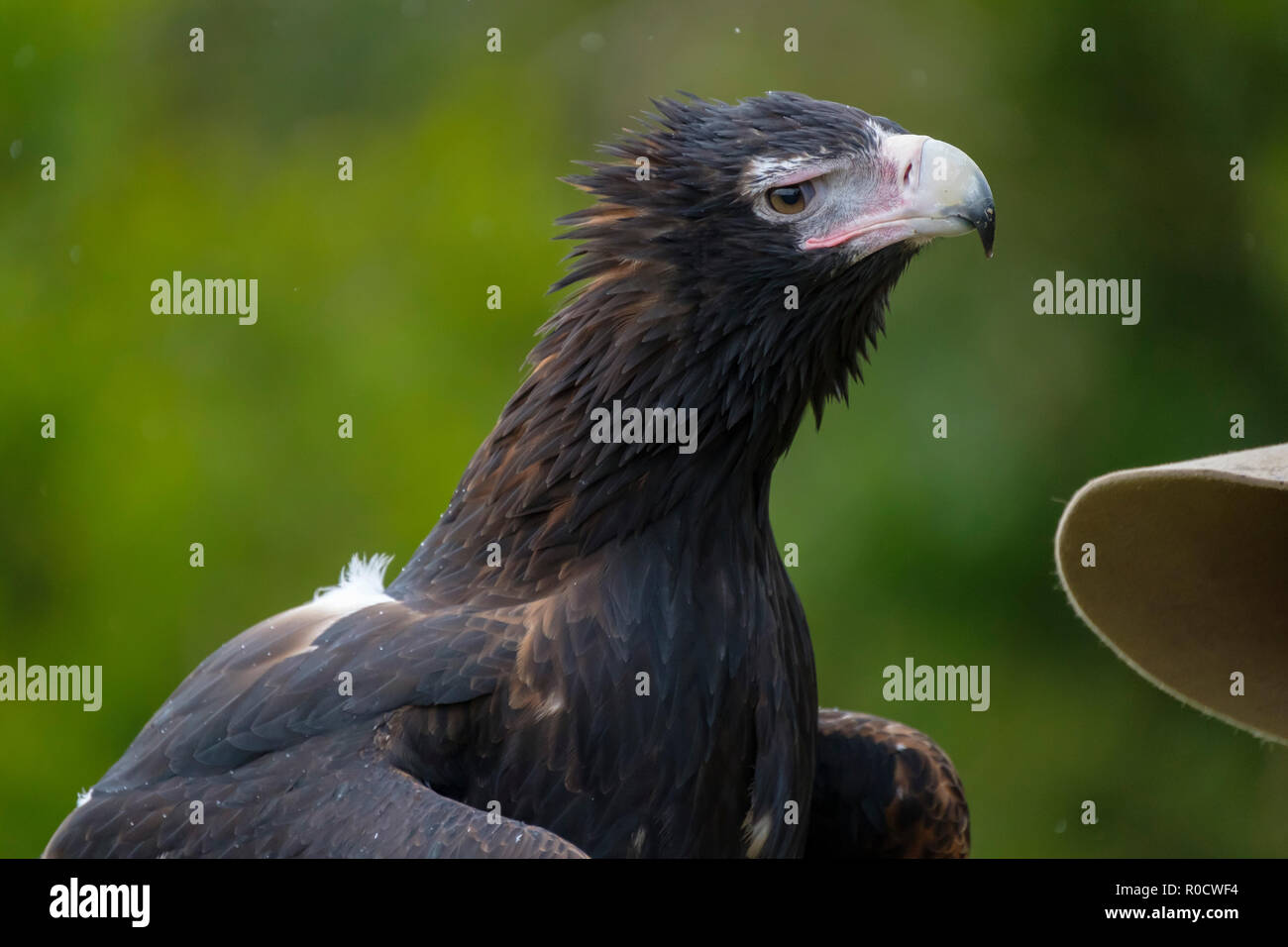 Wedgetail Eagle - Birds of Prey Show - O'Reilly's Rainforest Retreat ...