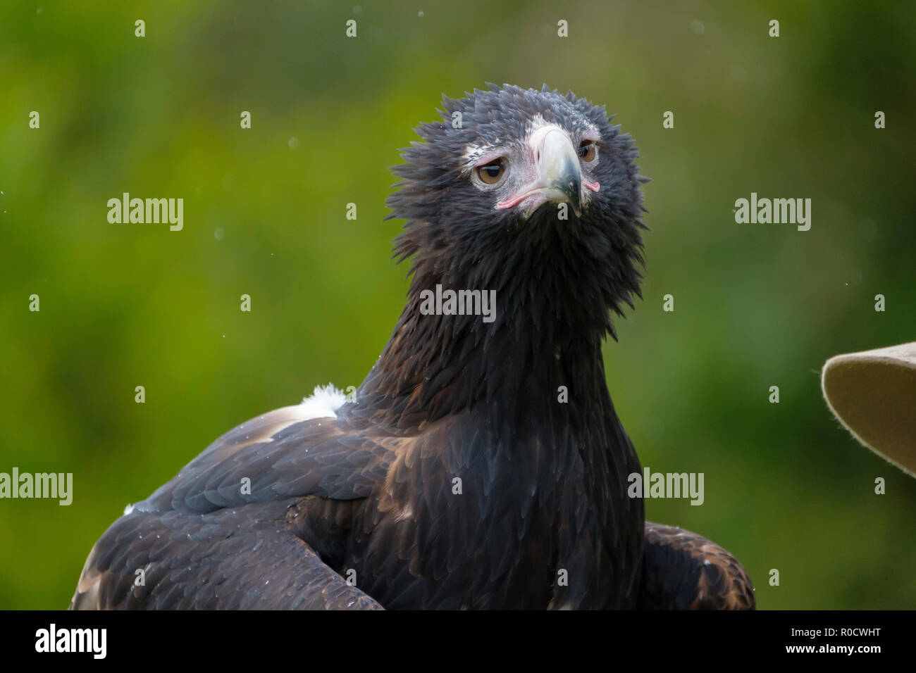 Hinterland eagle hi-res stock photography and images - Alamy