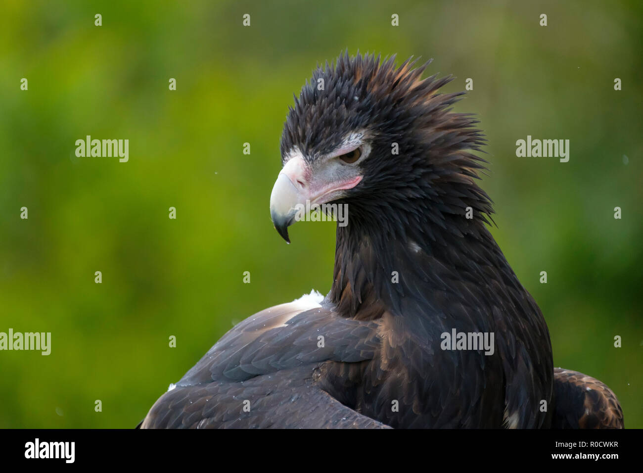 Wedgetail Eagle - Birds of Prey Show - O'Reilly's Rainforest Retreat ...