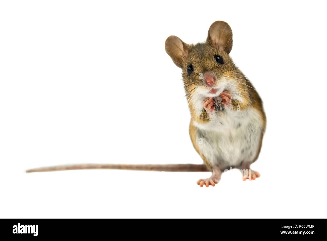 Geeky Wood mouse (Apodemus sylvaticus) with curious cute brown eyes ...
