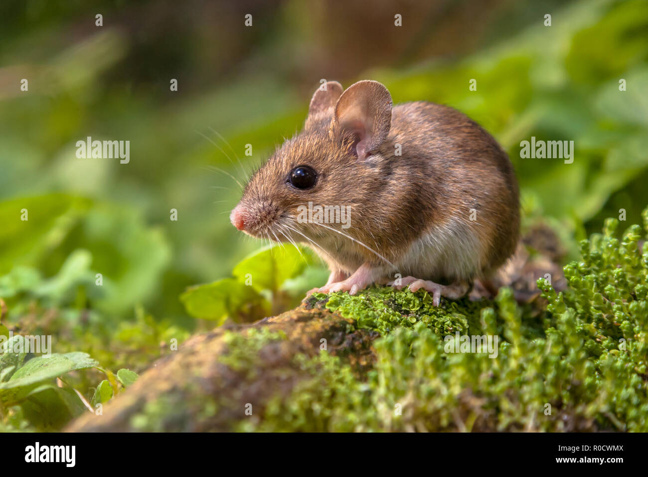 Wild Wood mouse resting on a stick on the forest floor with lush green ...