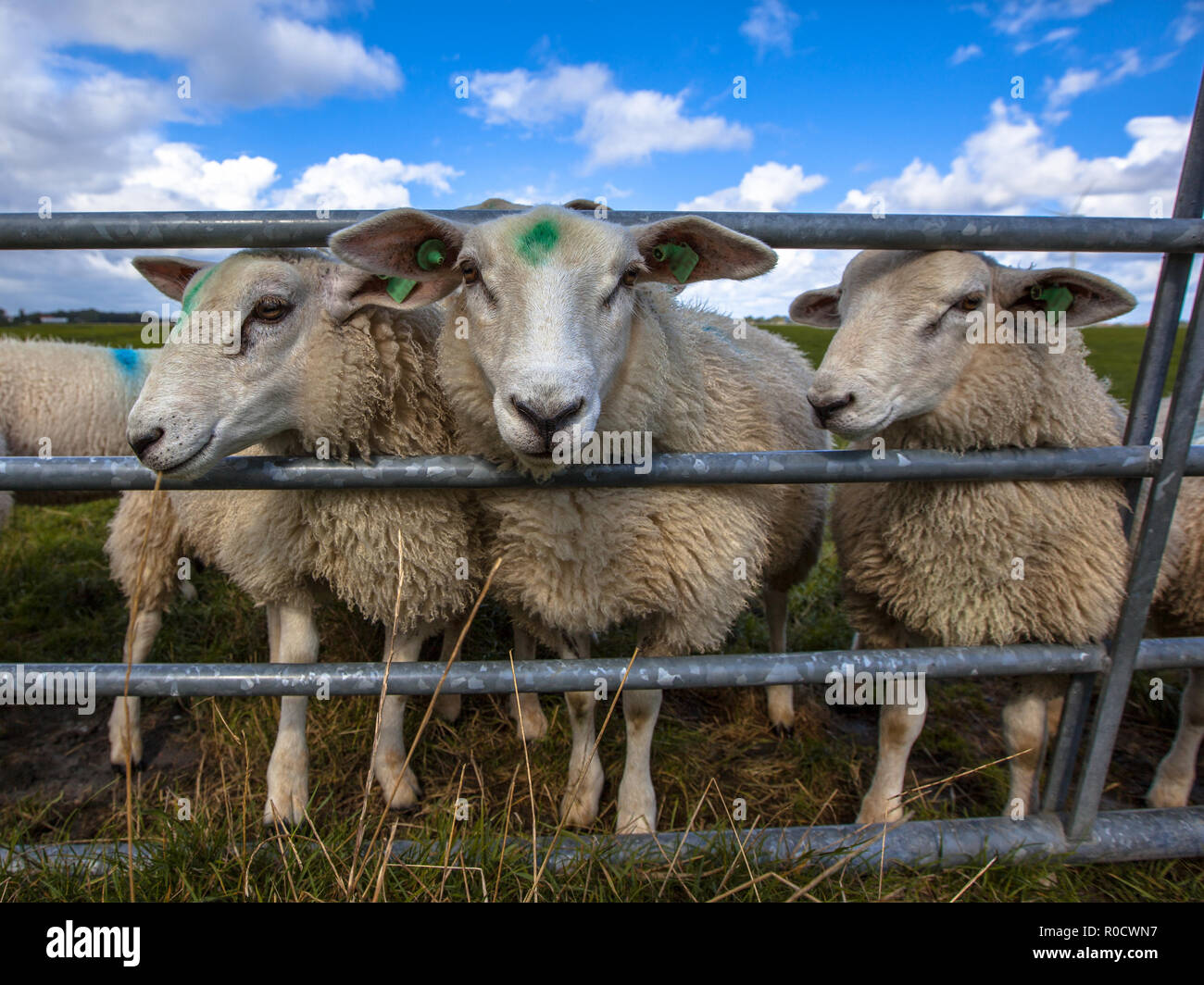 Sheep head through fence hi-res stock photography and images - Alamy