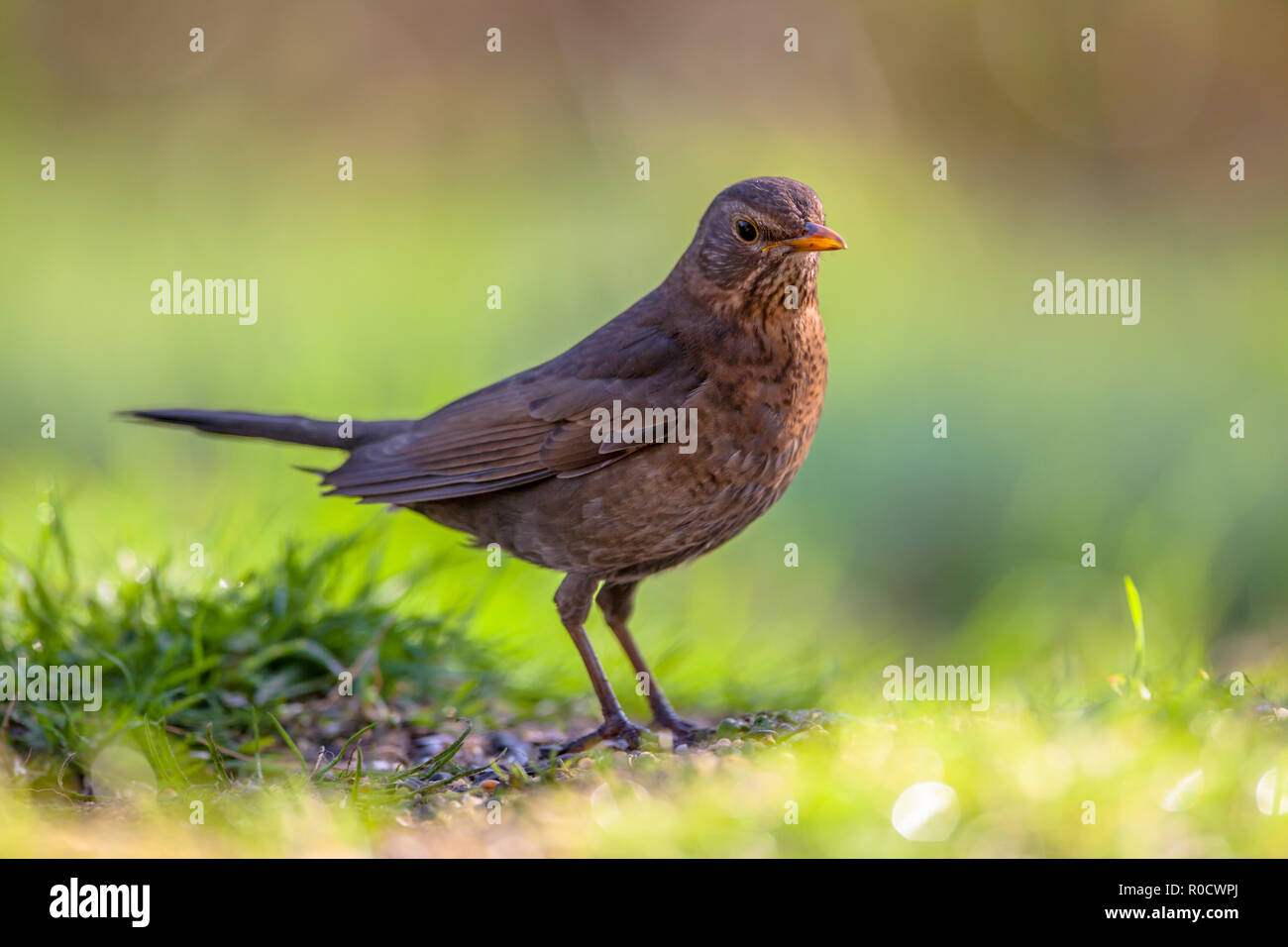 Female common blackbird (Turdus merula) looking for food on the ground ...