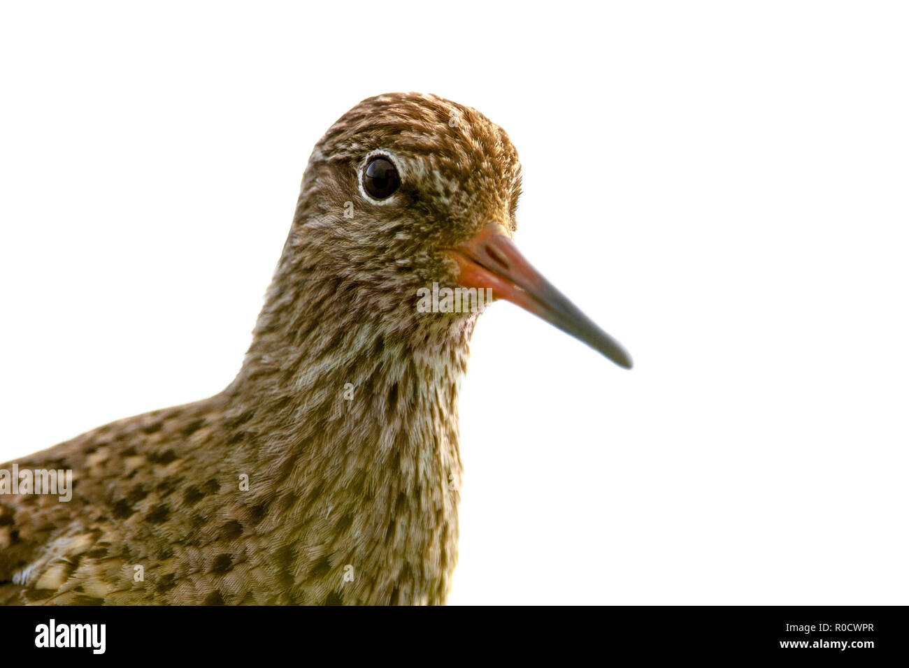 Portrait of the head of a Common Redshank (Tringa totanus) isolated on ...