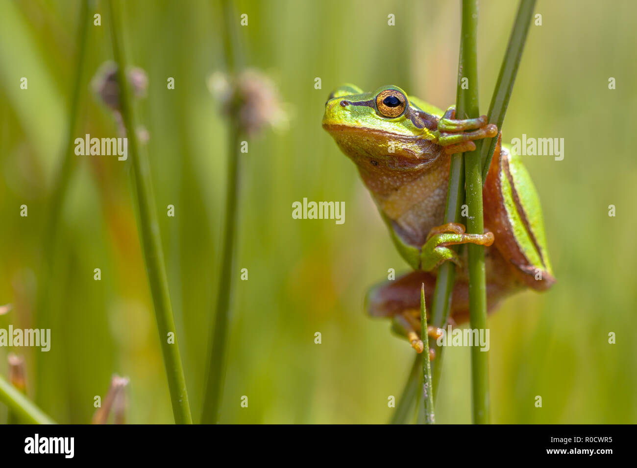 Side view of common frog hi-res stock photography and images - Alamy