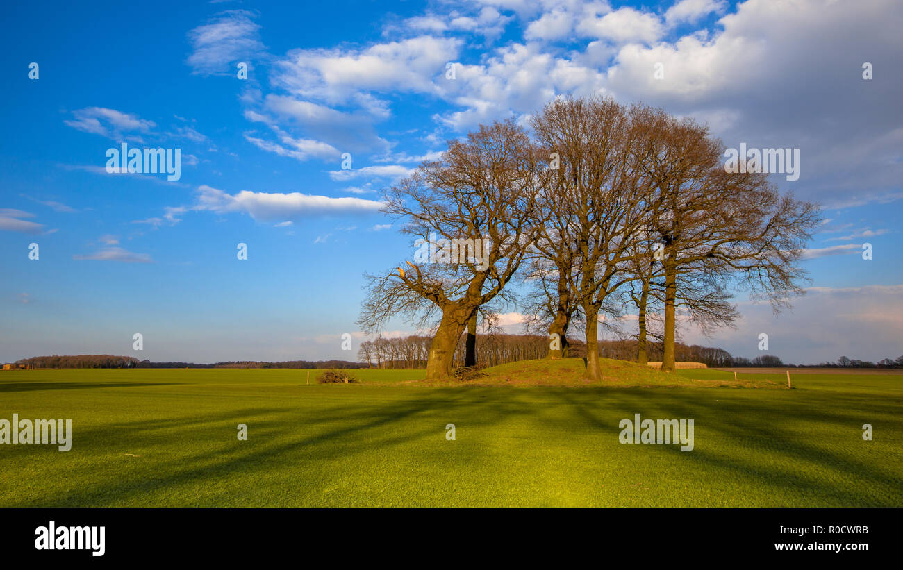 Large oak trees hi-res stock photography and images - Alamy
