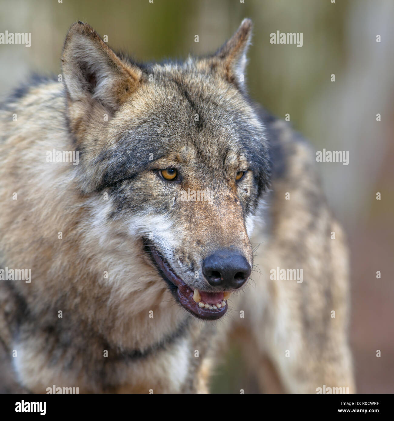 Animals In The Canis Genus