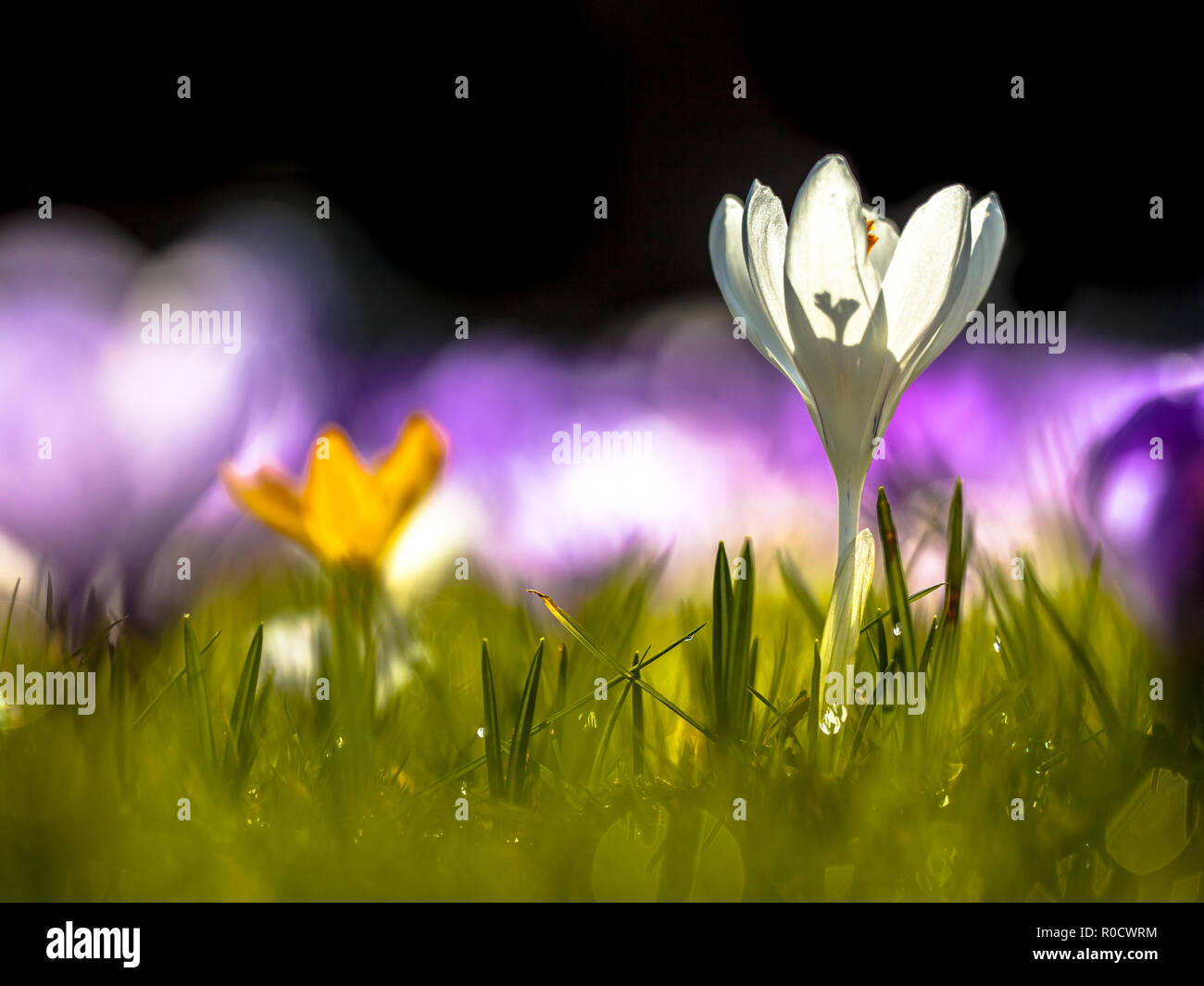 Purple crocus field blue hi-res stock photography and images - Alamy