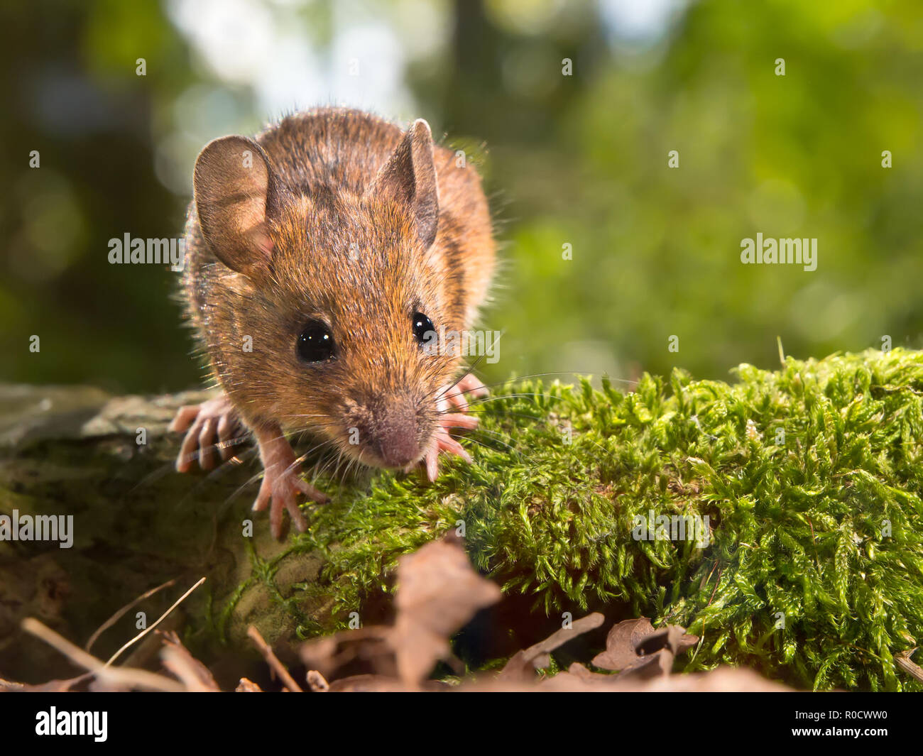Field Mouse (Apodemus sylvaticus) on the Forest Floor in it's Natural ...