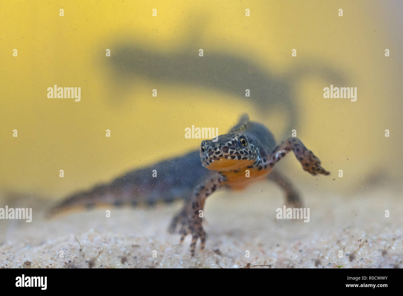 Wild Alpine Newt, Ichthyosaura alpestris, formerly Triturus alpestris ...